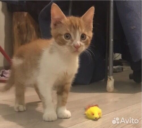 Котёнок в добрые руки