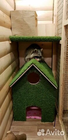 Енот, возраст 8 месяцев