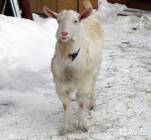 Услуги козла