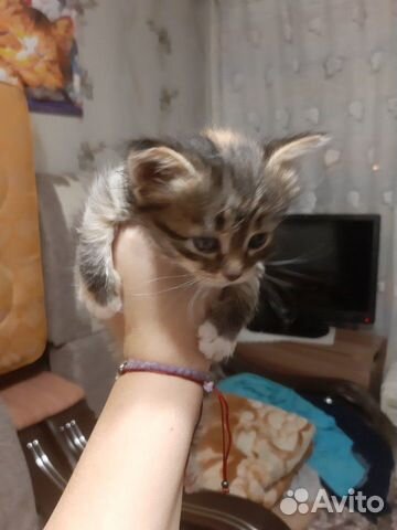 Остались две девочки, отдам котят бесплатно, им 1