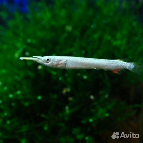 Дермогенис карликовый, Полурыл бойцовый