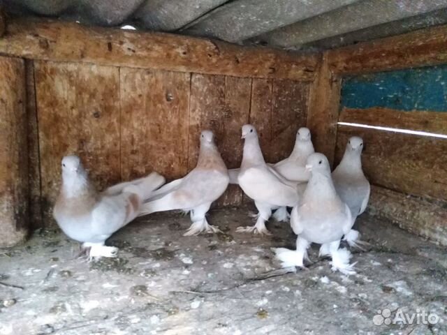 Продаются голуби агараны