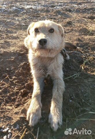 Небольшие собачки в добрые руки