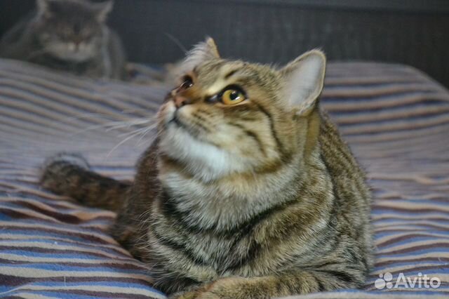 Полусибирский кот