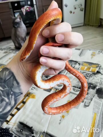 Маисовый полоз морфа Fire