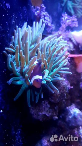 Продам актинию