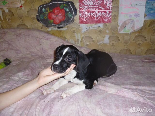 Нежная Лусия в добрые руки