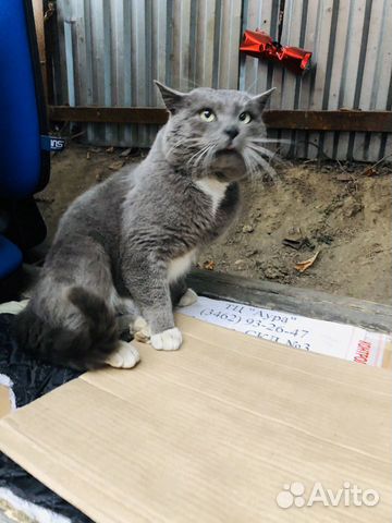 Ласкун в добрые руки