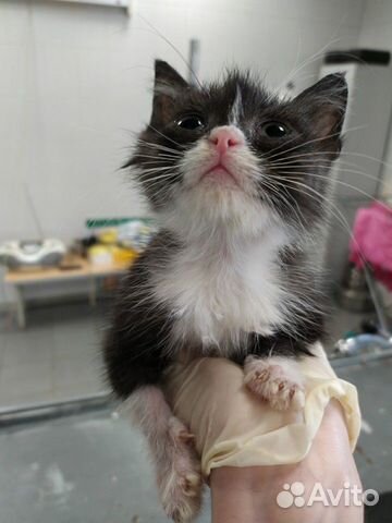 Капитан Джек Пират