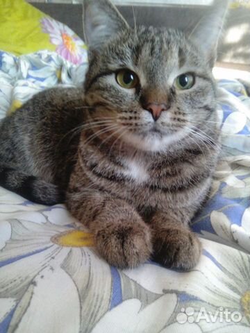 Карамелька ищет новый дом