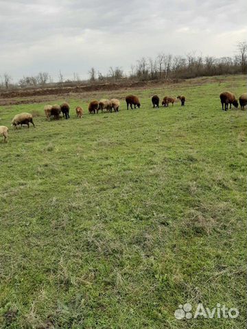 Матки с ягнятами