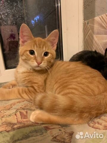 Красавец Огонек очень хочет домой