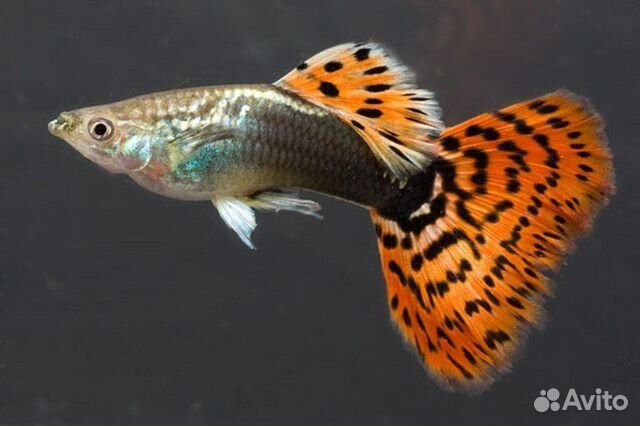 Гуппи в добрые руки