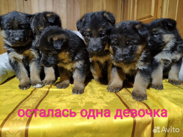 Щенки немецкой овчарки