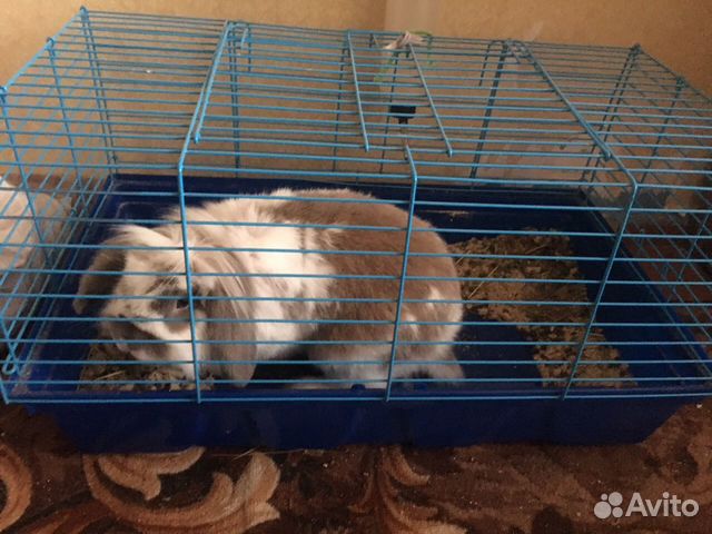 Отдам декоративного кролика