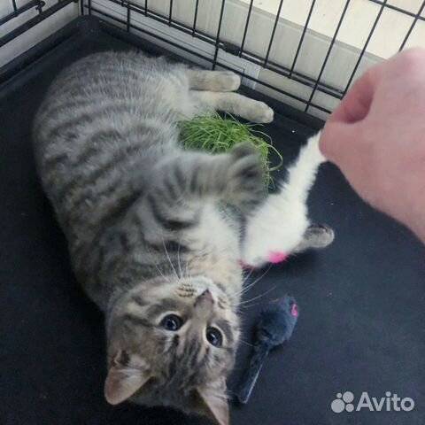 Кошка