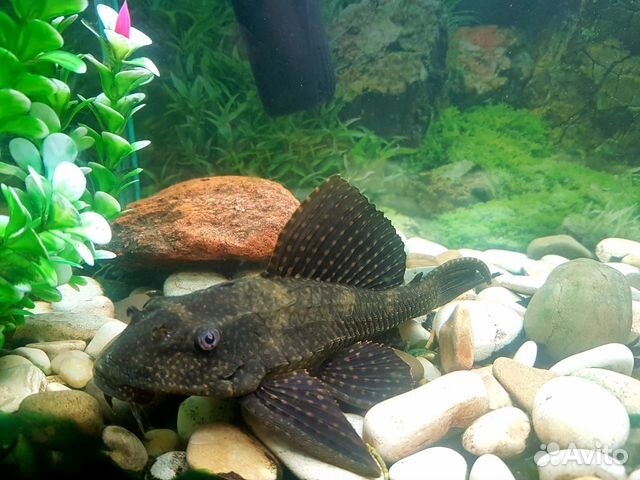 Парчовый птеригоплихт