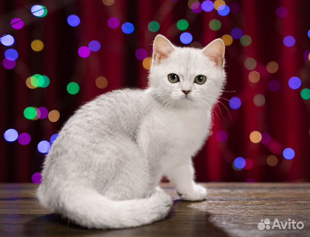 Котята британской серебристой шиншиллы