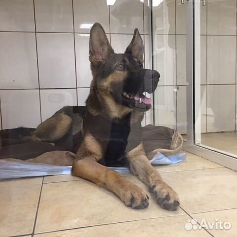 Щенок ищет дом