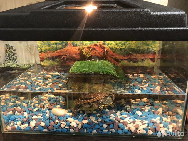 Черепаха красноухая с террариумом