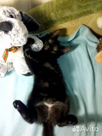 Добрый котенок 2мес