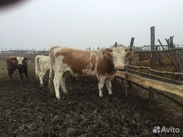 Быки симменталы