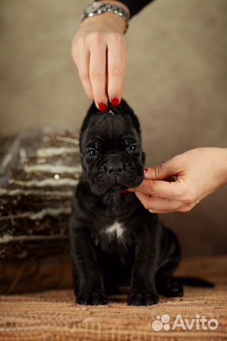 Чёрная девочка кане- корсо