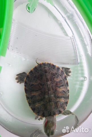 Черепаха