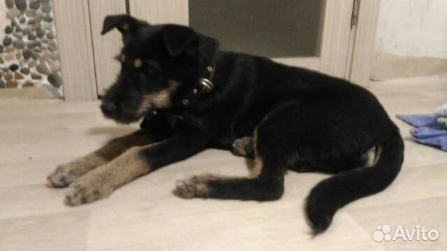 Очаровательный терьерчик Стич в добрые ручки