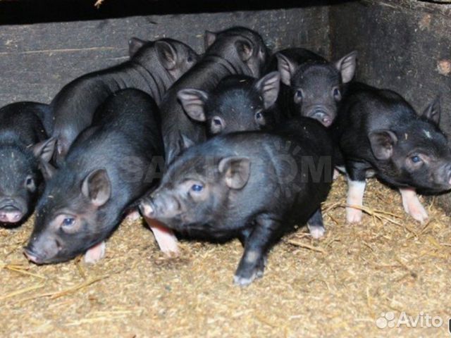 Вьетнамский вислобрюхий поросенок