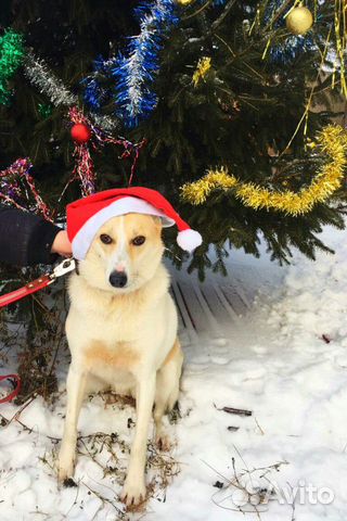 Иза ищет дом