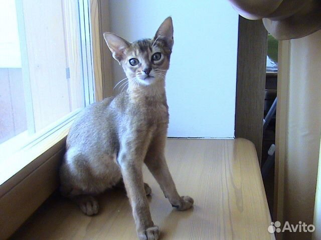 Абиссинская