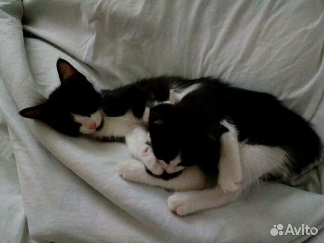 Отдам котят в хорошие руки