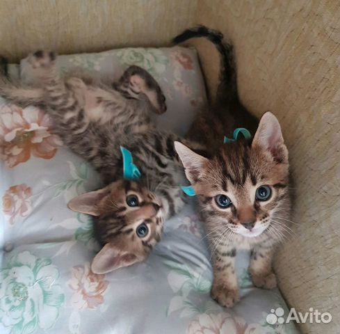 Бенгальские котята