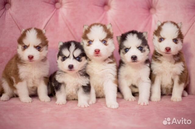 Плюшевые Хаски Пушистики