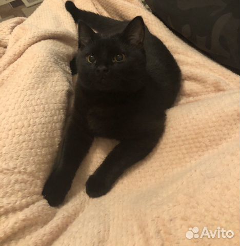 Отдам британского котика