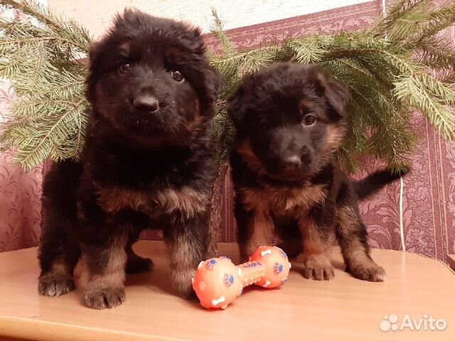 Щенки немецкой овчарки