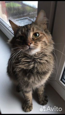 Молодая кошечка Ася ищет дом