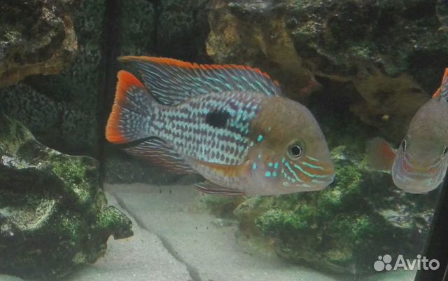 Акара бирюзовая