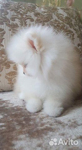 Померашки. Мишки. Мальчики и девочки