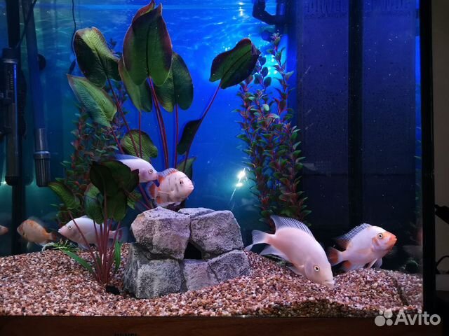 Цихлазома цитроновая. Citrinellum