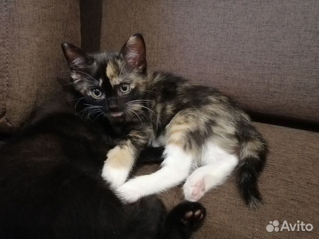 Котятки в добрые руки
