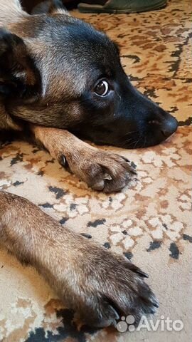 Щенок ищет себе дом