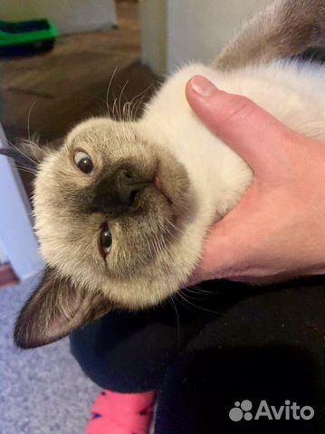 Голубоглазый котенок Сёма ищет добрых хозяев