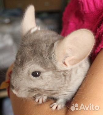 Шиншилла 4 мес