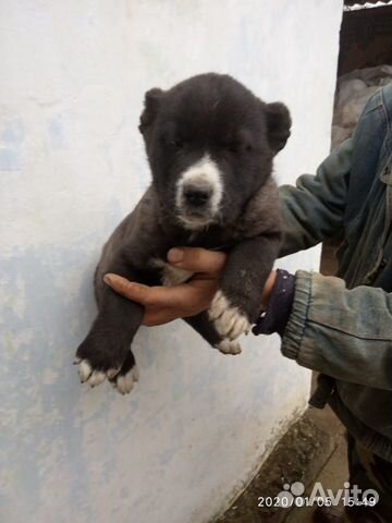 Щенки Алабаи,сучки