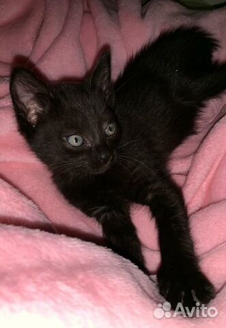 Черный котенок девочка