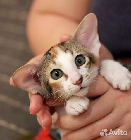 Очаровательная каликошка