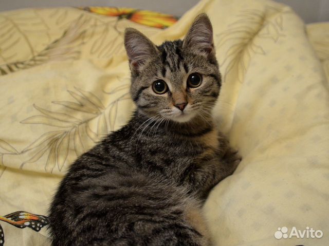 Кошка Агуша