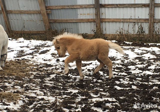 Кобыла пони